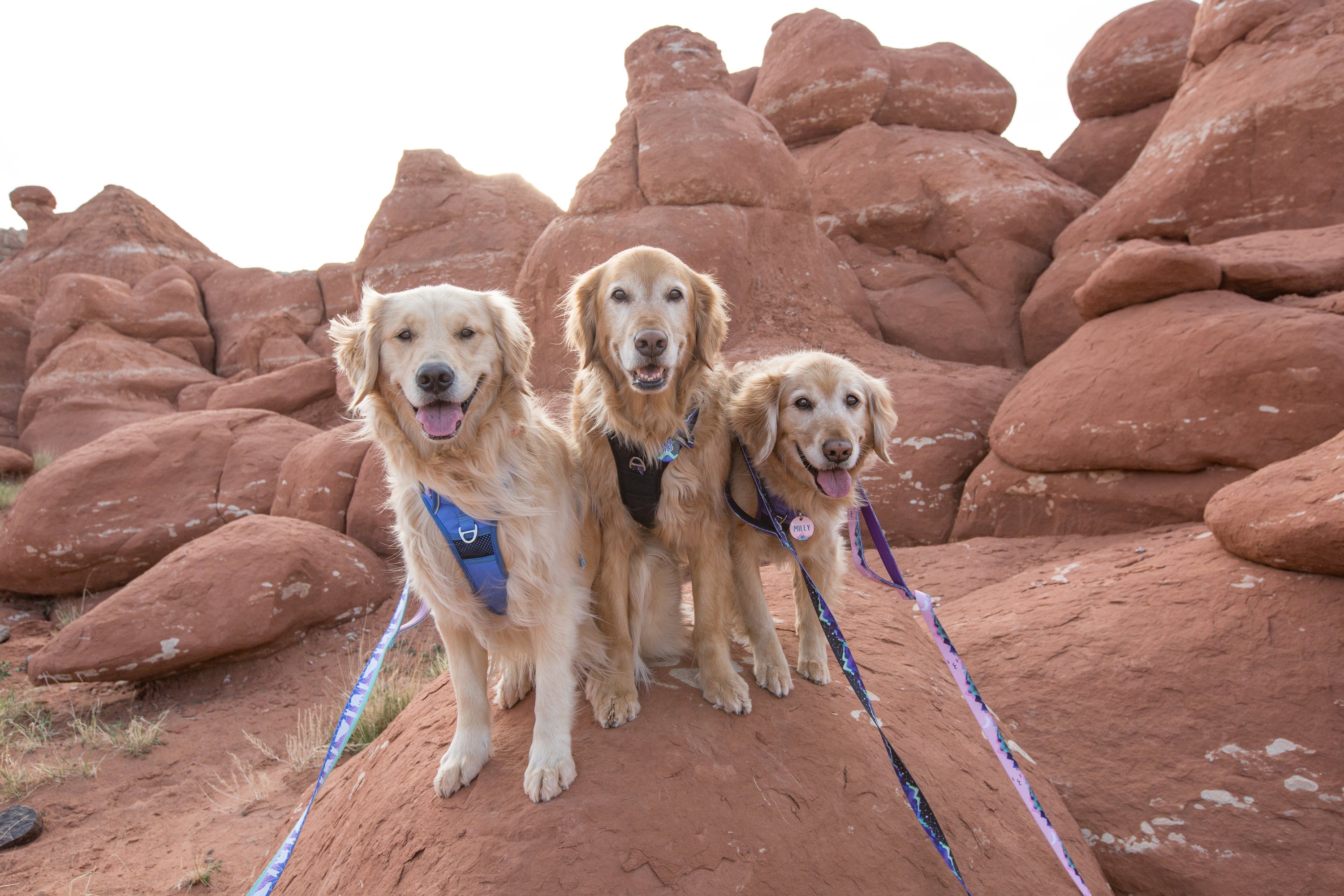 Exploring Southern Utah's Hidden Gems with Your Pups: A Hanksville Adv ...