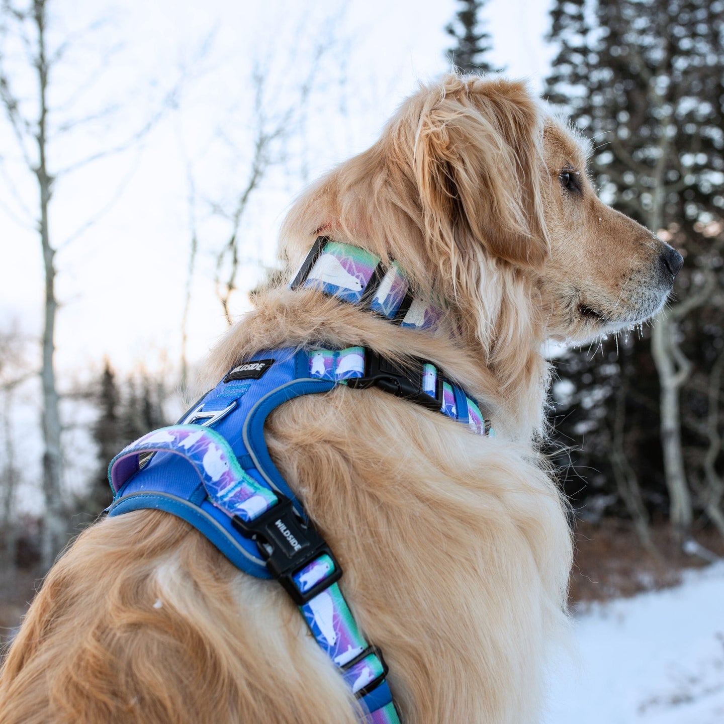 Discover Durable Dog Gear for Everyday Use and Adventures! – Wildside ...