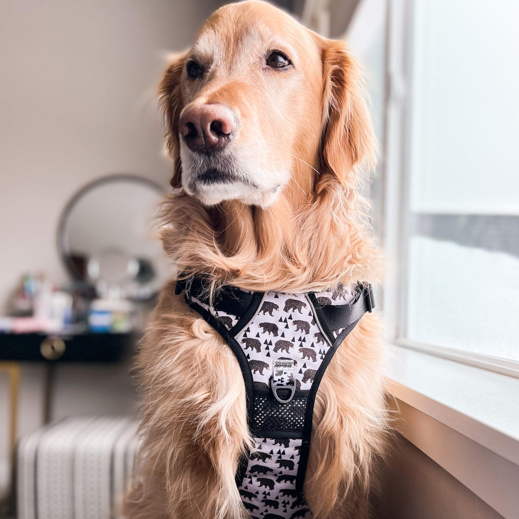 Discover Durable Dog Gear for Everyday Use and Adventures! – Wildside ...