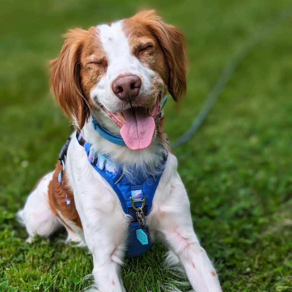 Discover Durable Dog Gear for Everyday Use and Adventures! – Wildside ...