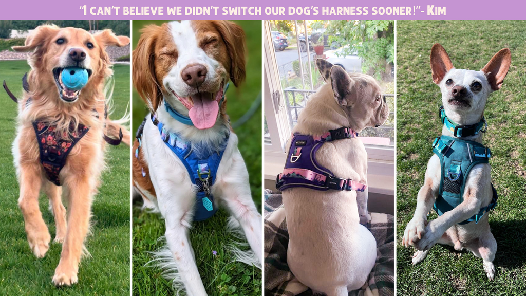 Comprehensive Guide to Front Clip Dog Harnesses: Benefits and Recommen ...