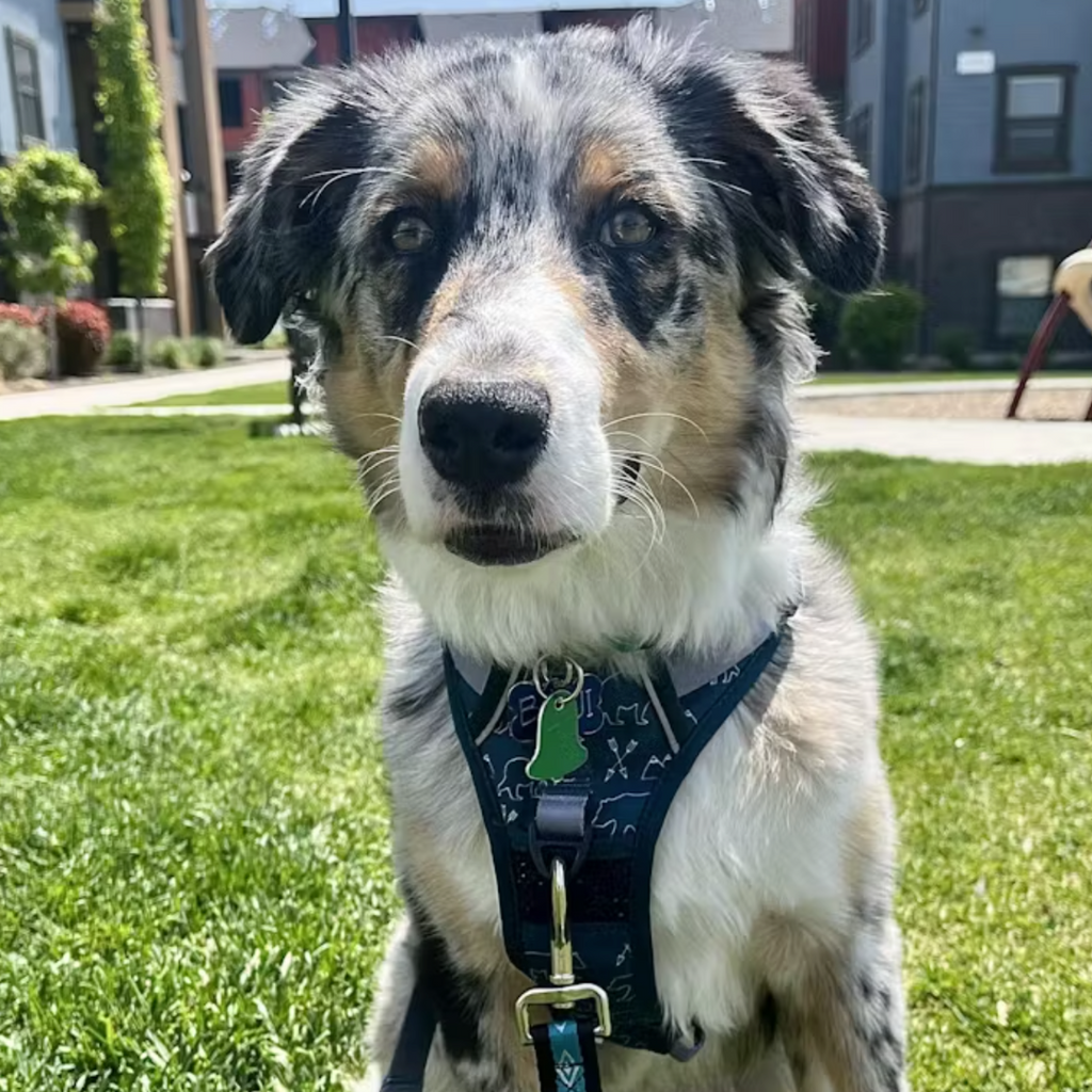 Discover Durable Dog Gear for Everyday Use and Adventures! – Wildside ...